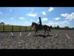 Equine | Brinsbury College