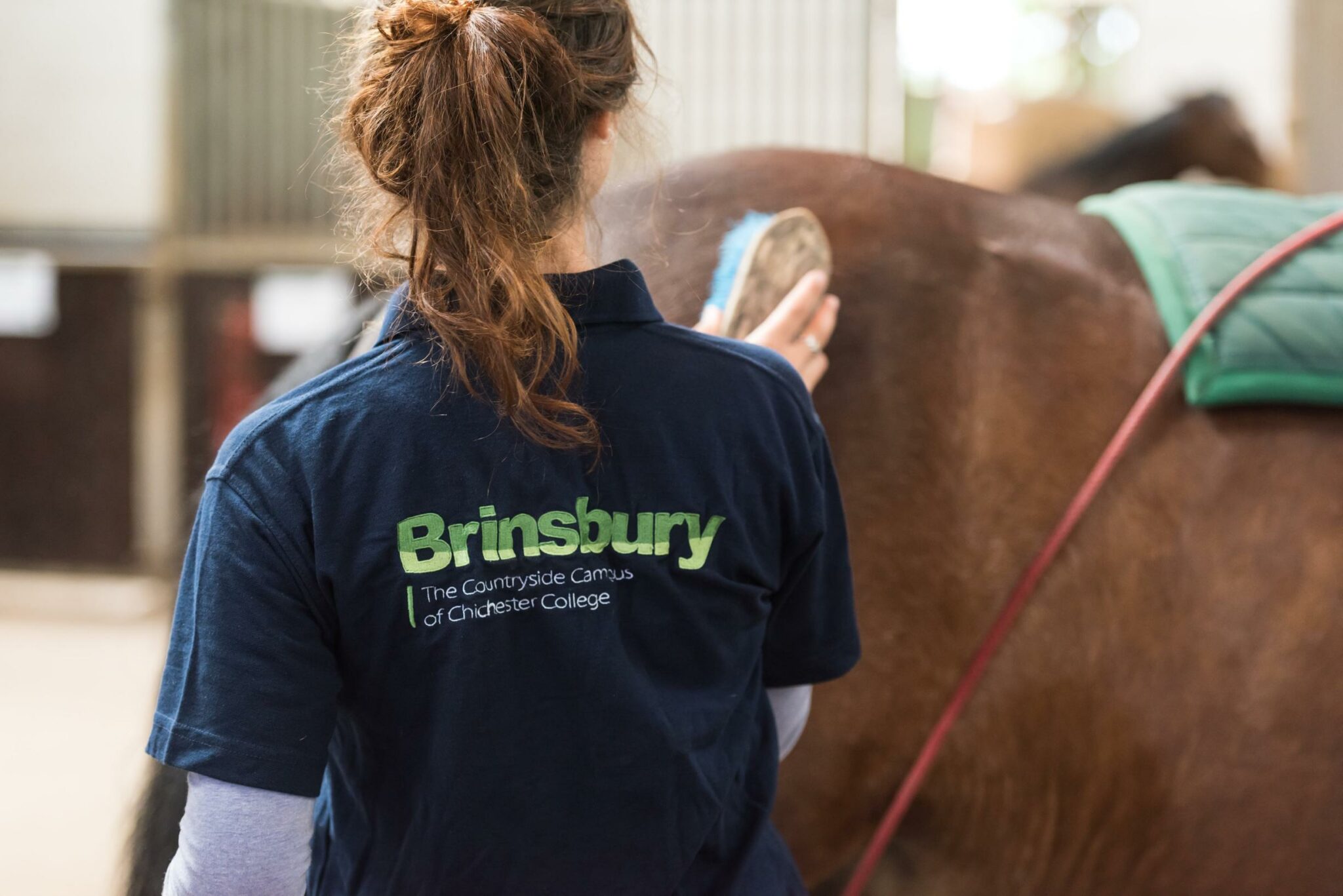 Equine | Brinsbury College